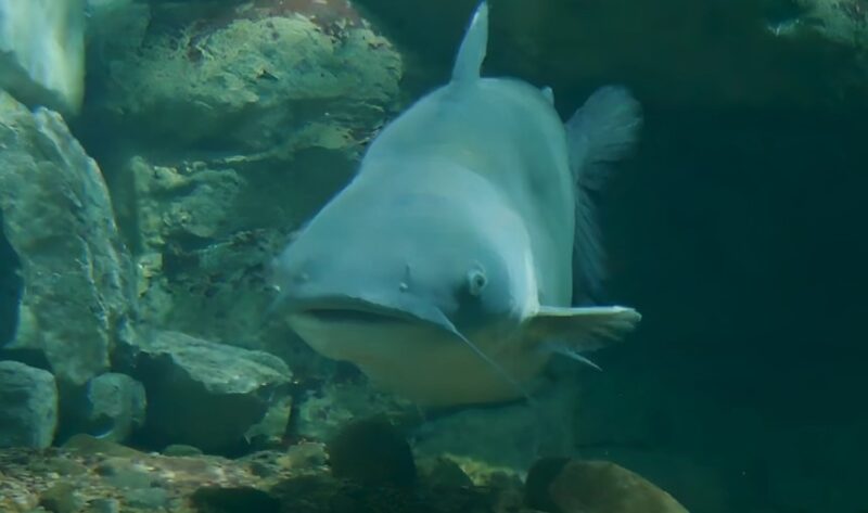 How to Hold a Catfish Safely - Avoid Getting Stung!